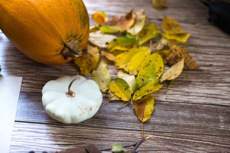 Autumn Still Life Pumpkin, Squash and Dried . Stock Photo - Image of ...