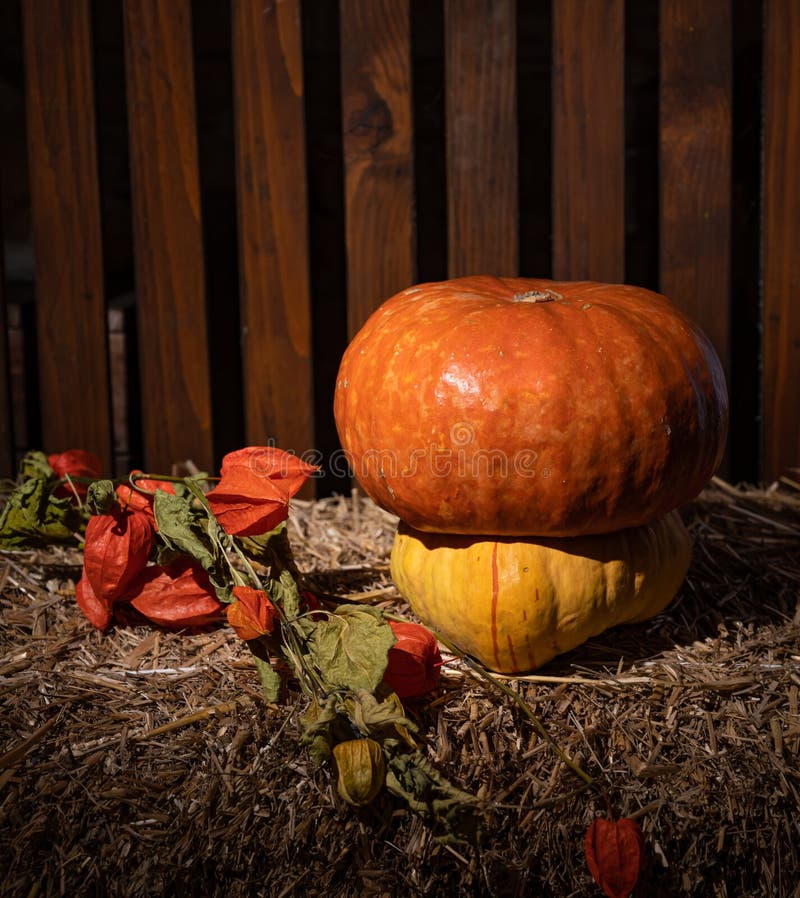 Autumn Still Life with Pumpkin Stock Image - Image of vegetable ...