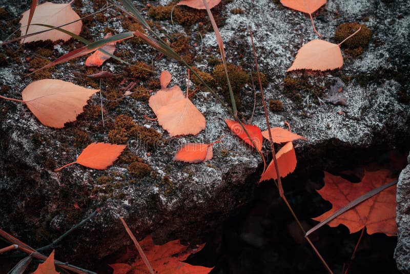 Autumn still life stock photo. Image of toned, leaves - 103784610