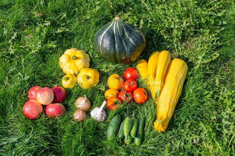 Autumn Still Life. Vegetables Grown in the Country. Stock Photo - Image ...