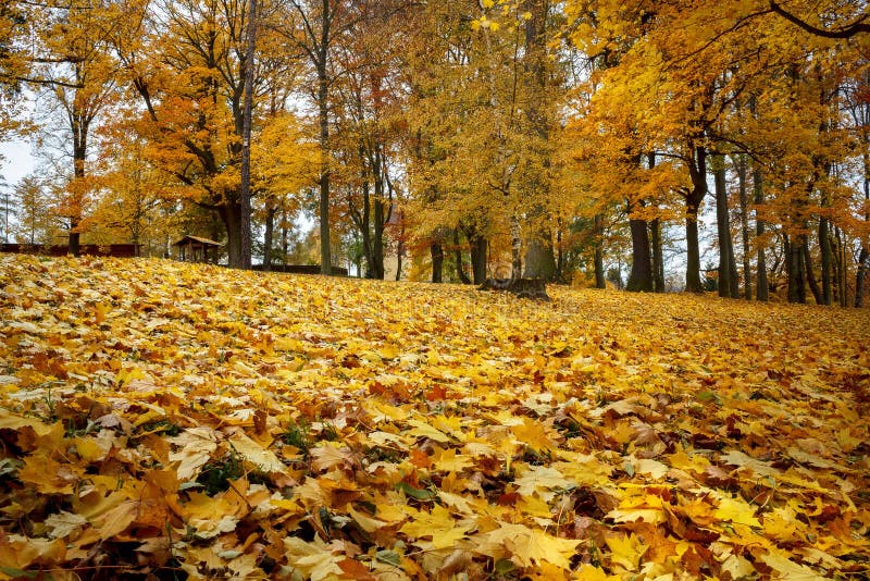 Autumn Still Life with Yellow Maple Leaves Stock Photo - Image of ...