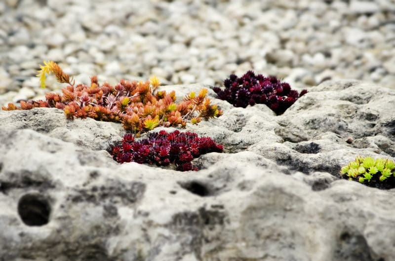 Autumn stone still-life stock photo. Image of lifeless - 52379870