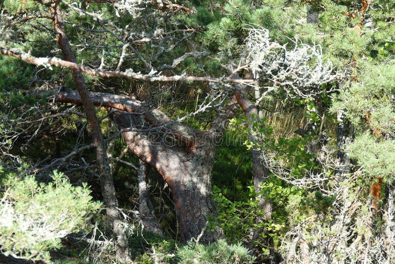 Wind-twisted Twists on a Tree in the Archipelago Stock Image - Image of ...