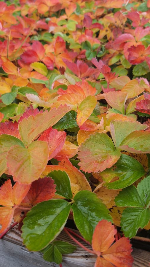 Autumn strawberry stock photo. Image of laveste, strawberry - 260748318