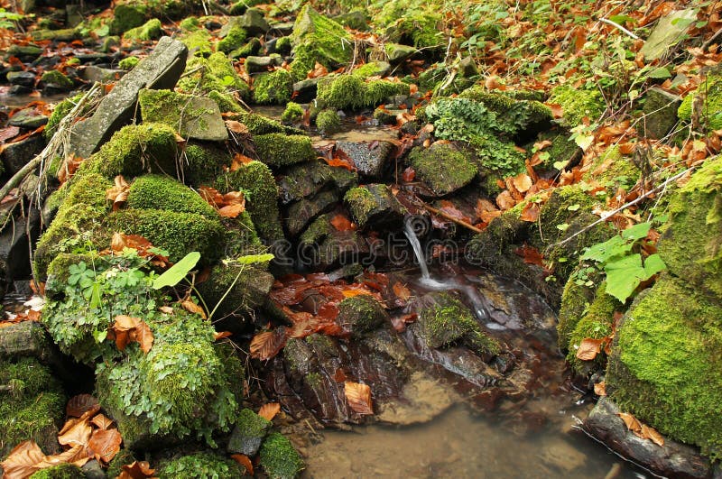 Autumn stream stock photo. Image of foliate, leafy, fern - 7461808