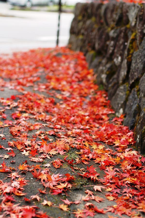 Autumn Street stock photo. Image of nature, pavement, fall - 1437000