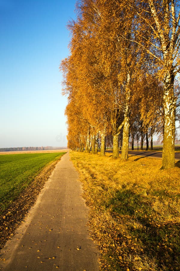 Autumn street stock photo. Image of forest, landscape - 25235098