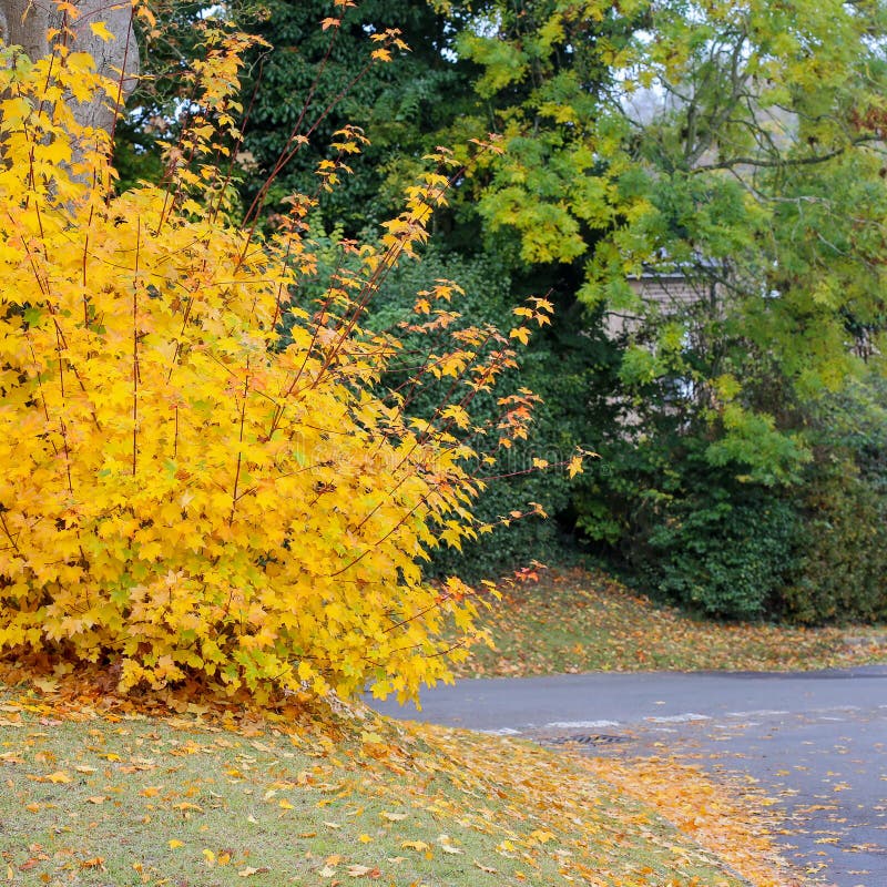 Autumn Street with Fall Maple Tree Displaying Colorful Foliage Stock ...