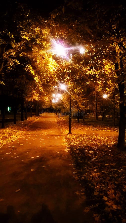 Autumn street at night stock image. Image of leaves - 103172517