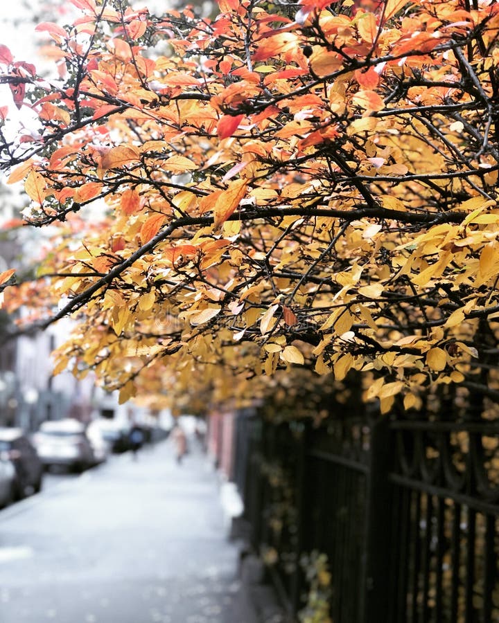 Autumn stock photo. Image of oldtown, street, rainy - 175063102