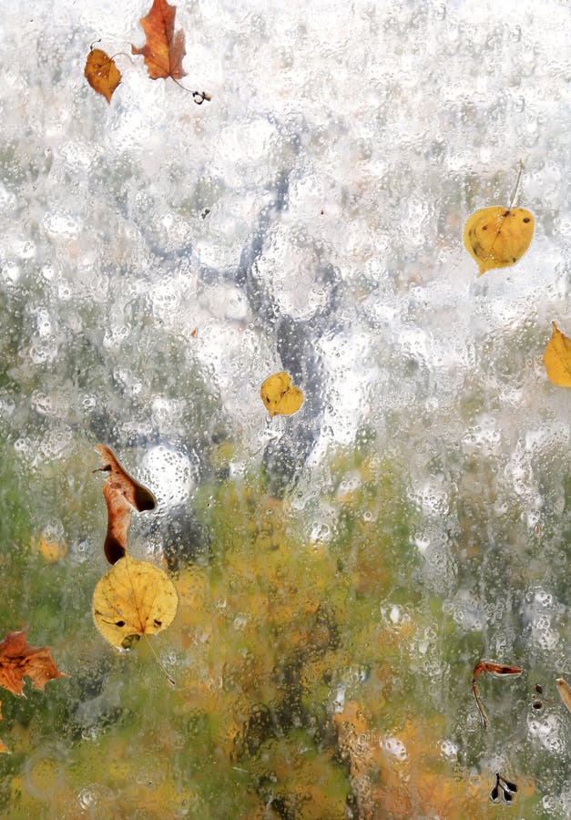 Autumn Study stock photo. Image of overcast, texture - 27013706