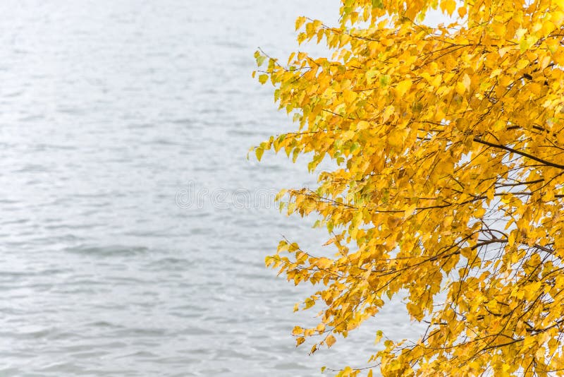 Autumn study. stock image. Image of background, yellow - 46535875