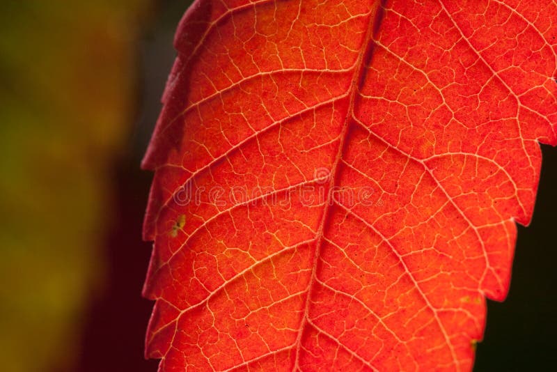Autumn sumac leaf stock photo. Image of outdoors, pattern - 11264544