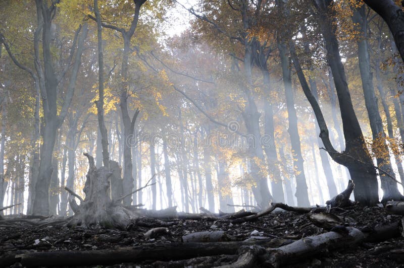 Autumn sun stock photo. Image of landscapes, trees, carpathians - 22119342