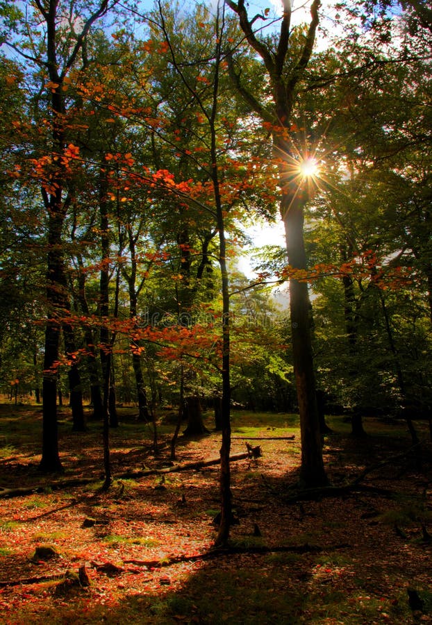 Autumn sun stock image. Image of yellow, storm, trees - 26999689