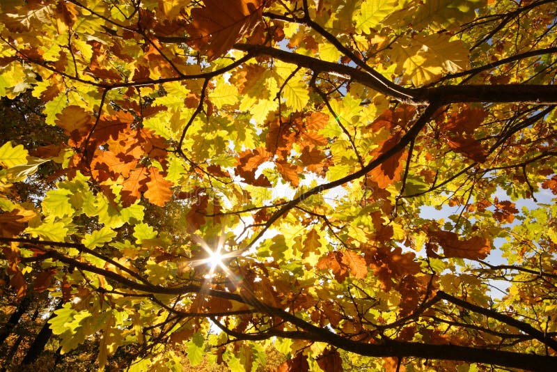 Autumn Sun stock image. Image of autumn, colorful, branch - 2902949