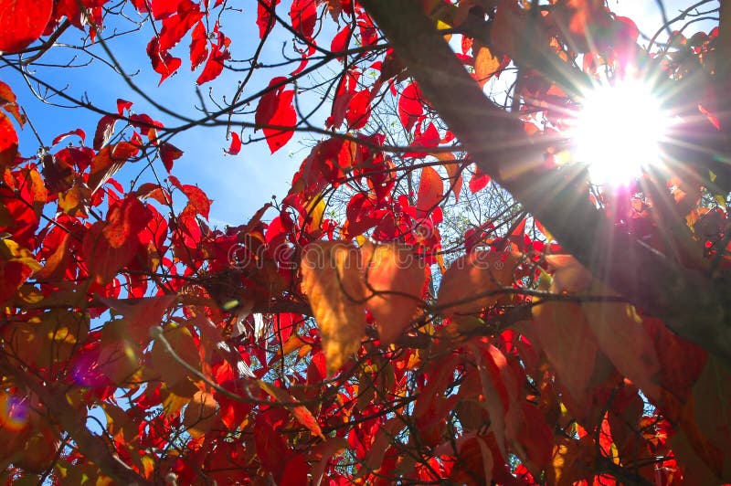 Autumn Sun stock photo. Image of peace, autumn, brown, happy - 334470