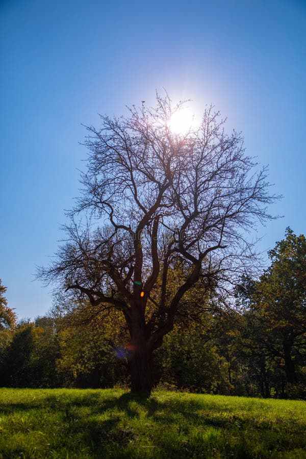 Autumn Sun in the Bare Branches Tree Stock Image - Image of fall ...