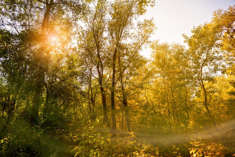 Autumn Sun in the Forest stock image. Image of outdoor - 59142843