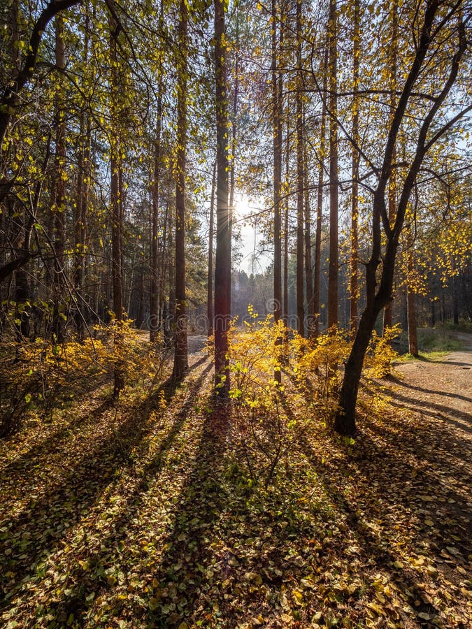 Autumn Sun in the Forest through the Yellowing Trees Stock Image ...