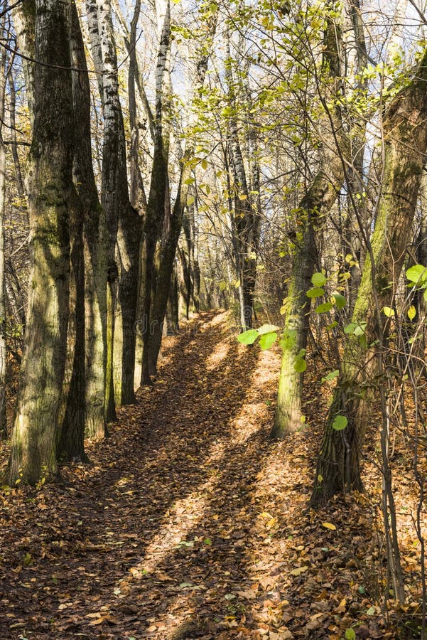The Autumn Sun Lit Park Alley Stock Image - Image of october, shade ...