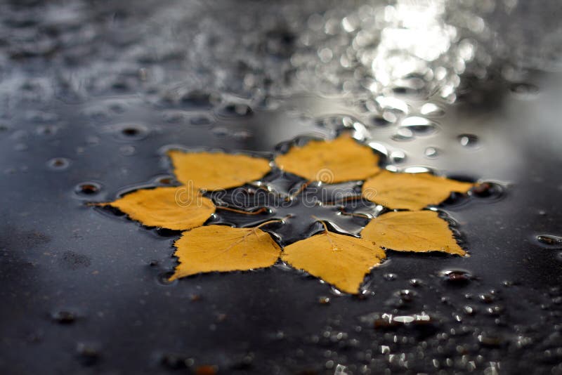 Autumn sun in the puddle stock image. Image of backgrounds - 16233095