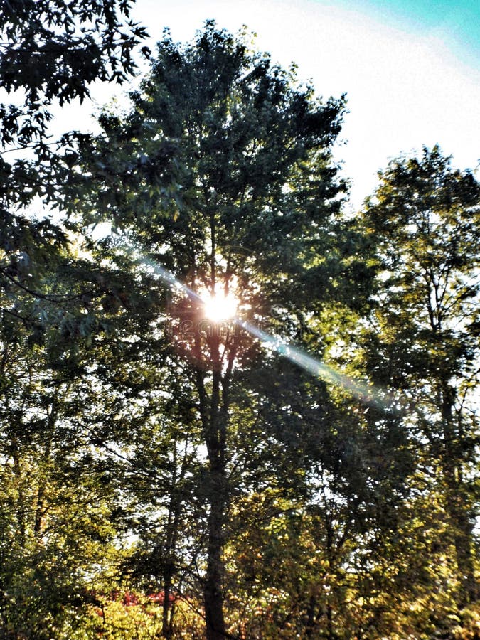 Autumn Sun Through The Trees Stock Photo - Image of trees, sunlight ...