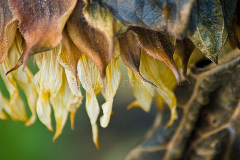 Autumn Sunflower stock photo. Image of leaves, faded - 13643652