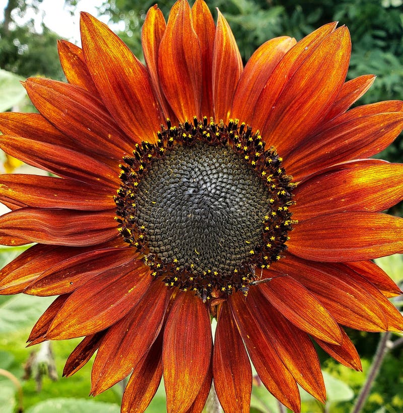 Autumn Sunflower stock photo. Image of leaves, faded - 13643652