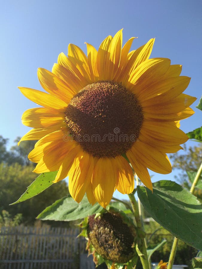 Autumn Sunflower on a Background of Blue Sky Editorial Image - Image of ...