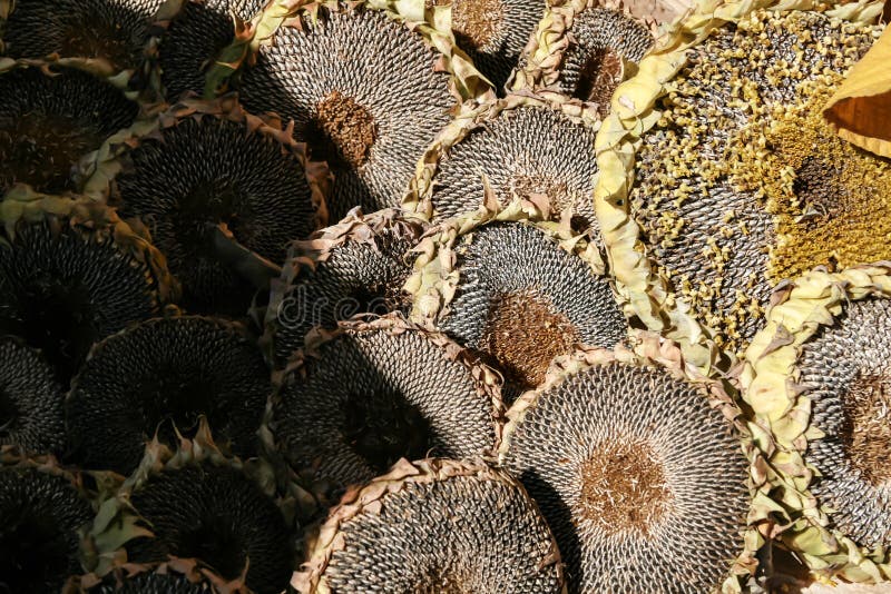 Autumn sunflowers stock photo. Image of agriculture, natural - 26775282