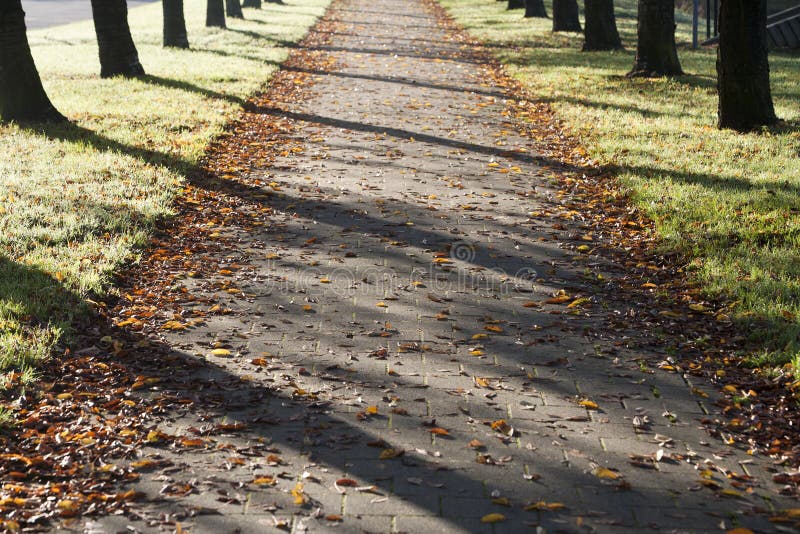 Autumn sunlight stock photo. Image of copy, street, pavement - 47501784