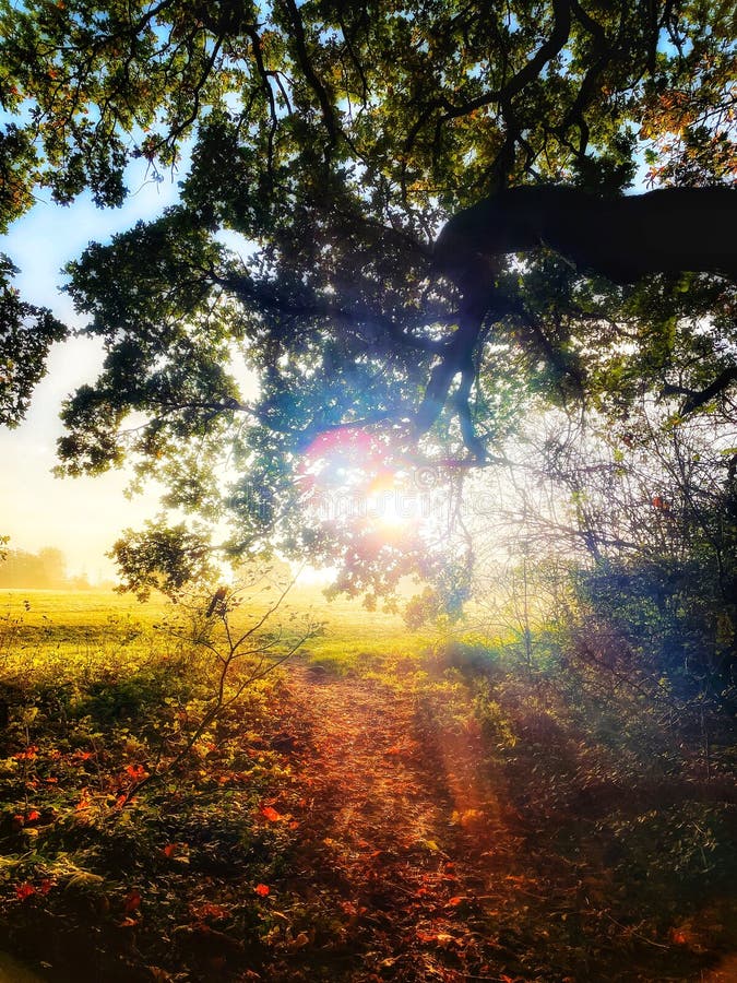 Autumn Sunlight Shining through Trees Stock Photo - Image of sunlight ...