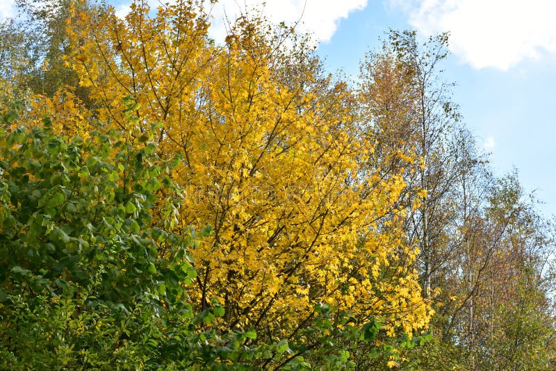 Autumn on Sunny Day ,park , Tree,branches. Stock Photo - Image of grass ...