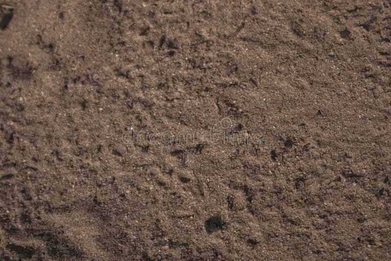 Autumn and Sunny Weather, Texture Stock Image - Image of rose, textures ...