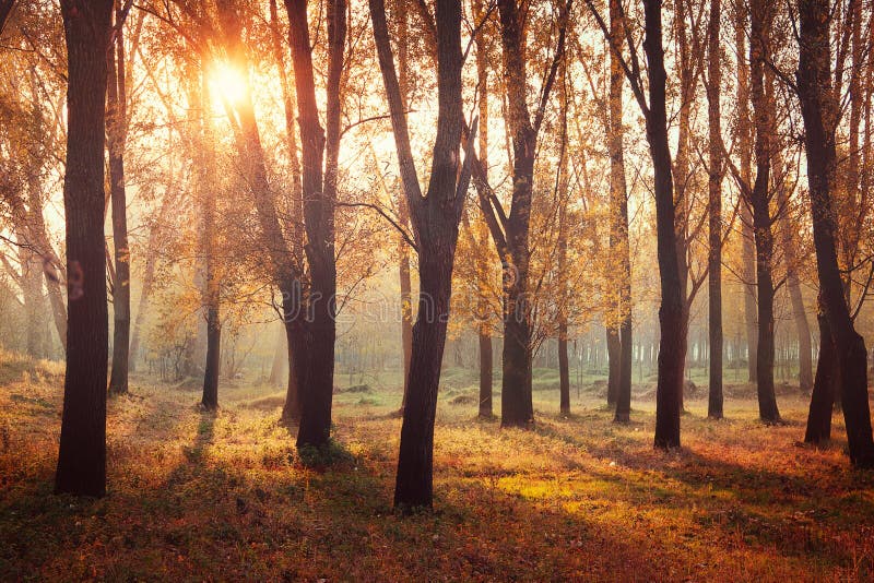 Autumn sunrise in forest stock photo. Image of morning - 22121638