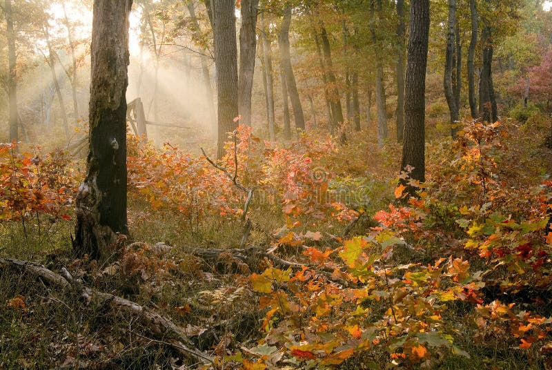 Red Maple Shows Off Her Colors in Indiana Stock Photo - Image of deep ...