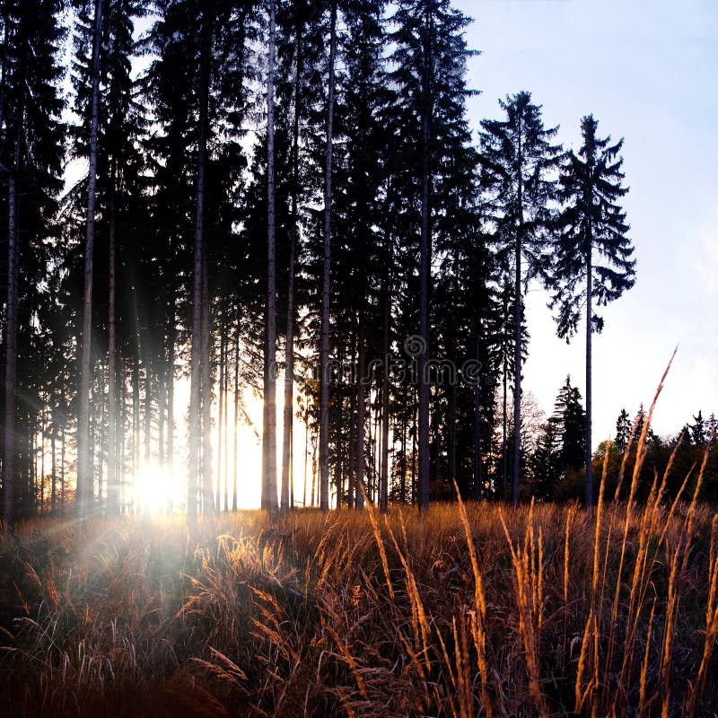 Autumn Sunset in Forest with Sun Rays Stock Photo - Image of ...