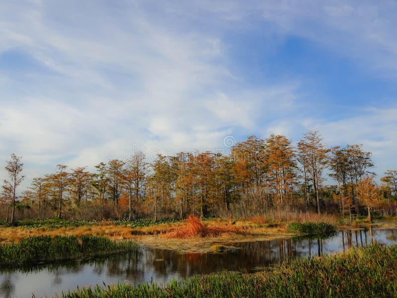 Autumn sunset in marsh stock photo. Image of nature - 104034014