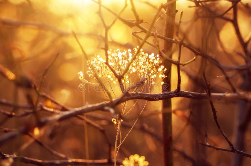 Autumn sunset plant stock photo. Image of autumn, fall - 76834712