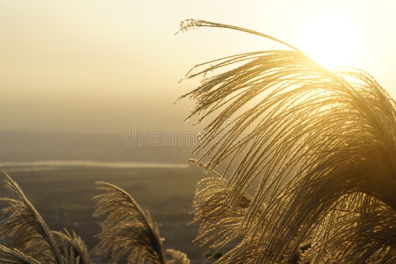 Autumn stock photo. Image of autumn, reed, nature, feather - 34874028