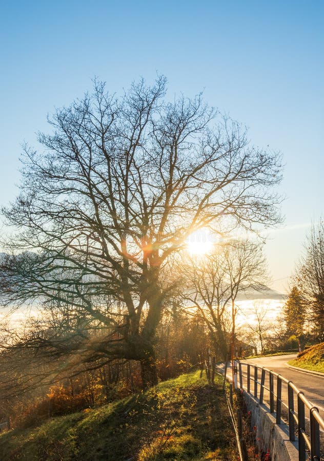 Autumn Sunset with the Sun Behind the Tree. Stock Photo - Image of tree ...
