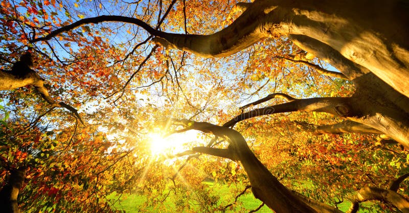 Autumn Sunshine Viewed through a Large Tree Stock Image - Image of ...