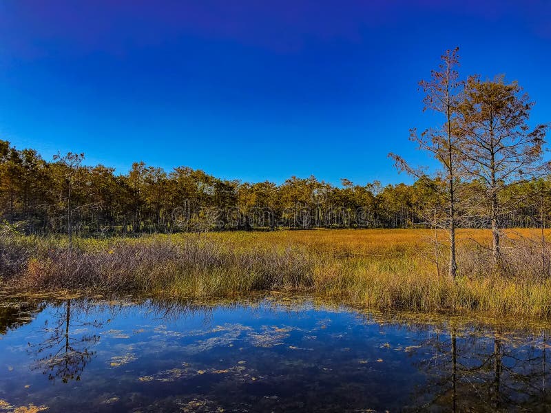 Autumn swamp landscape stock photo. Image of park, area - 106059772