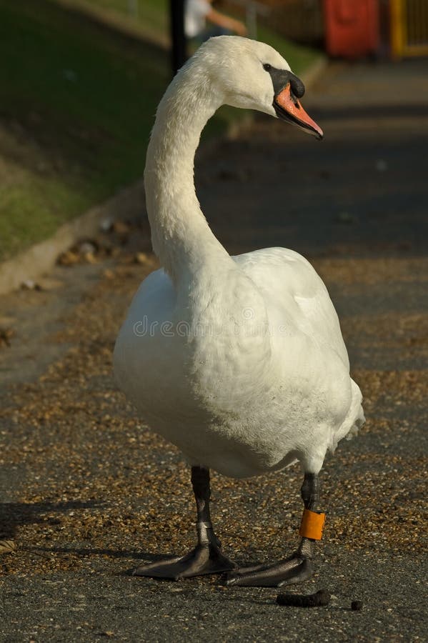 Autumn Swan stock photo. Image of orange, leaf, nature - 11313078