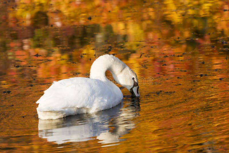 Autumn Swan stock photo. Image of swan, brown, scenic - 15235514