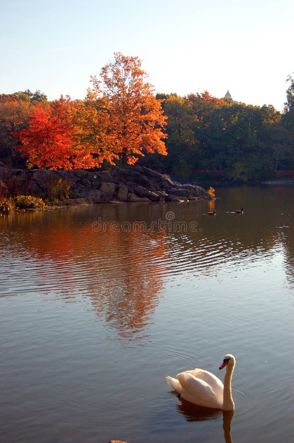 Autumn Swan stockbild. Bild von blätter, küsten, vogel - 90997409