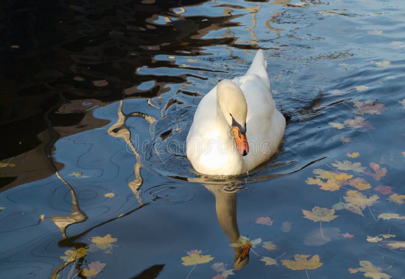 Autumn swan stock image. Image of blue, detail, autumn - 46638205