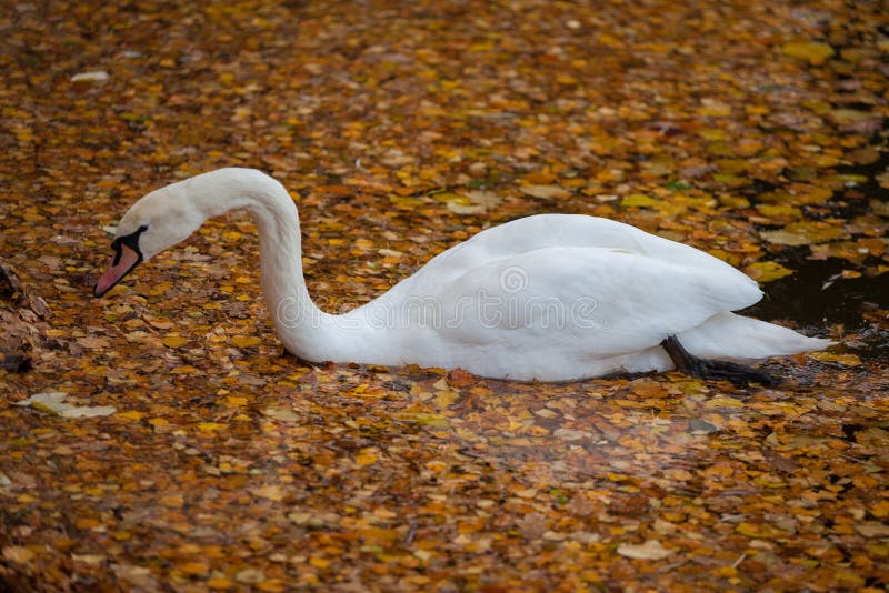 Autumn Swan stock photo. Image of autumn, love, swan - 35773822