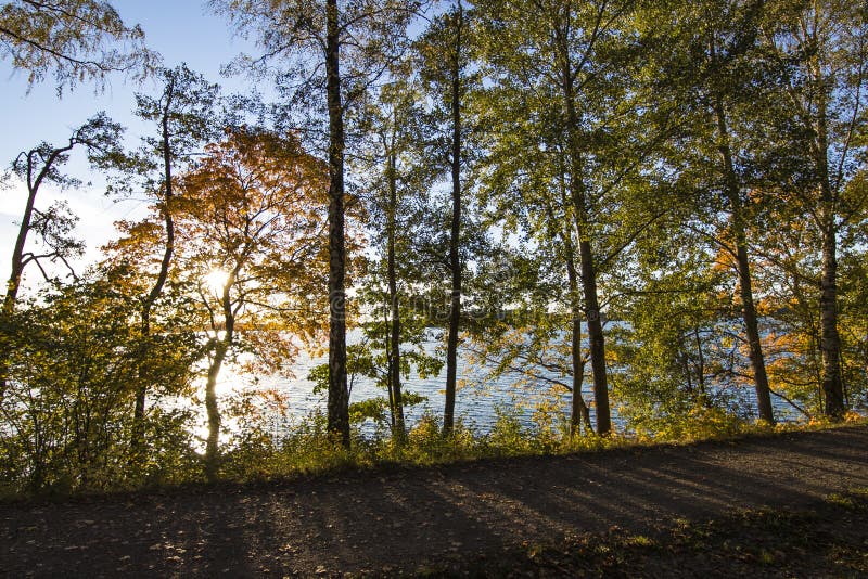 Trees Skeletonized by the Sun Stock Image - Image of time, season ...